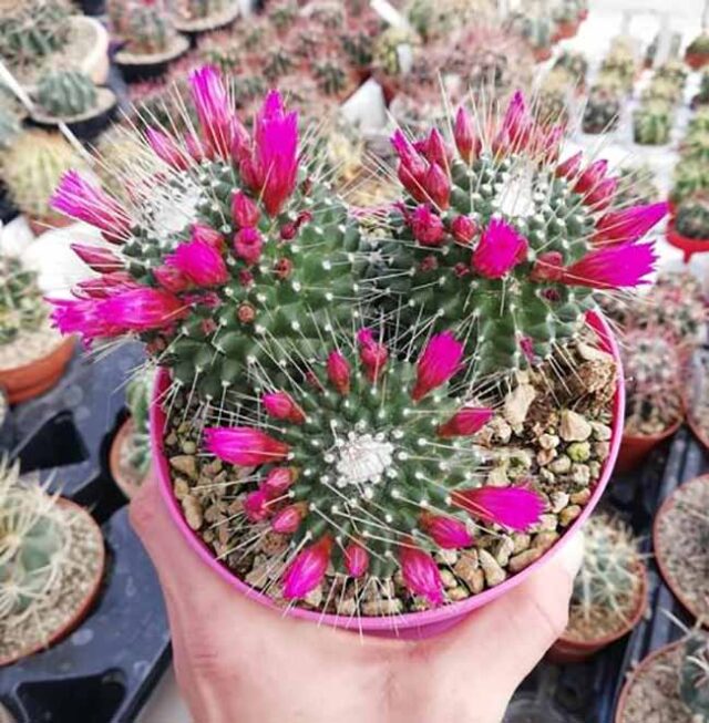 Top 47 Flowering Cactus Varieties for Stunning Blooms