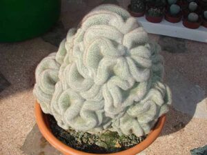 Top 47 Flowering Cactus Varieties for Stunning Blooms