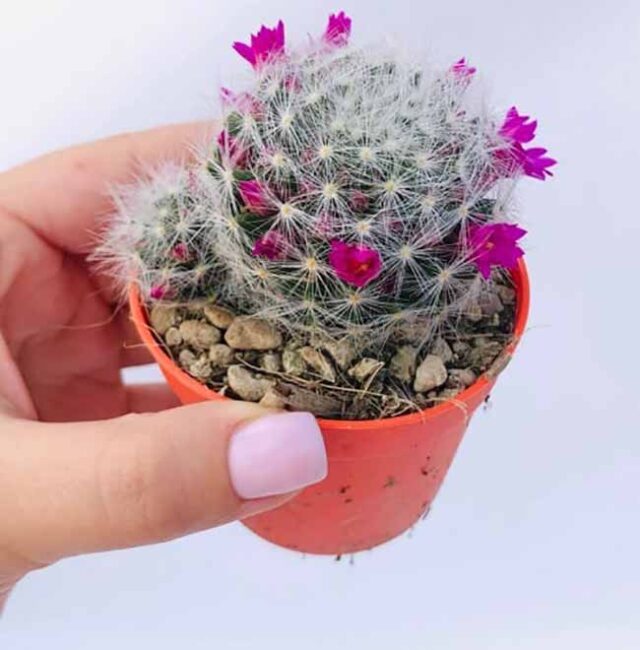 Top 47 Flowering Cactus Varieties for Stunning Blooms