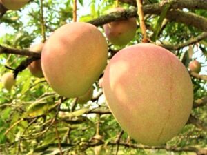 World’s Top 60 Mango Varieties by Flavor, Color & Region