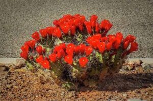 Top 47 Flowering Cactus Varieties for Stunning Blooms