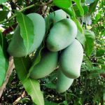 World’s Top 60 Mango Varieties by Flavor, Color & Region