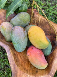 World’s Top 60 Mango Varieties by Flavor, Color & Region