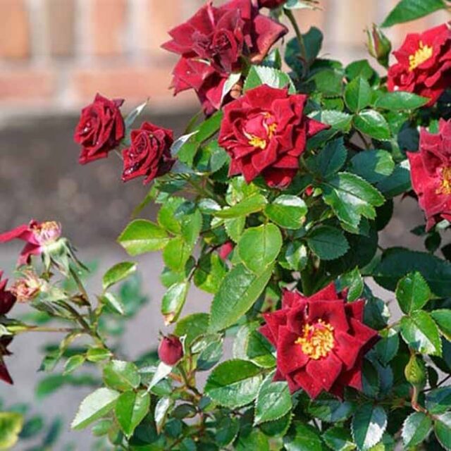 15 Types of Black Roses Varieties | Meaning and Care Tips