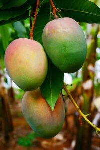 World’s Top 60 Mango Varieties by Flavor, Color & Region