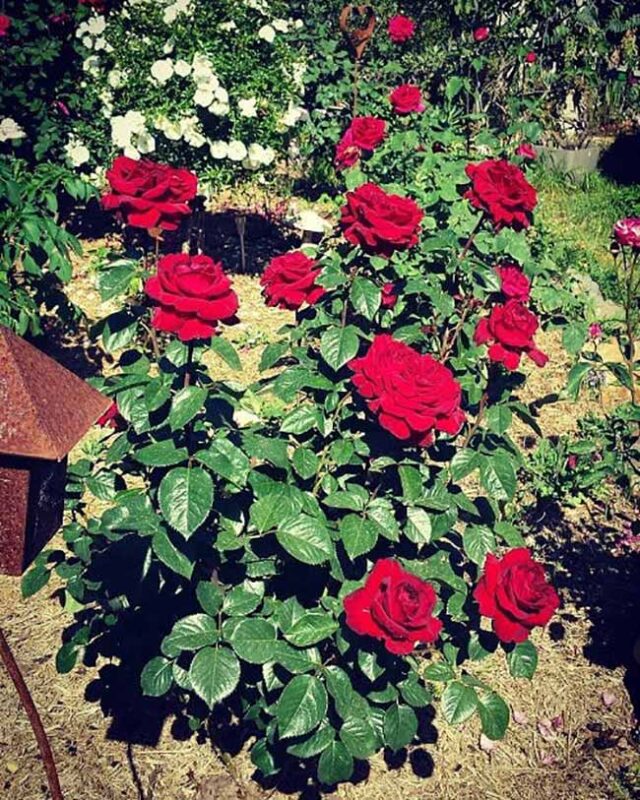 15 Types of Black Roses Varieties | Meaning and Care Tips