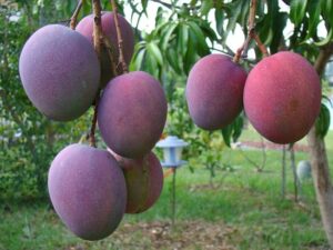 World’s Top 60 Mango Varieties by Flavor, Color & Region