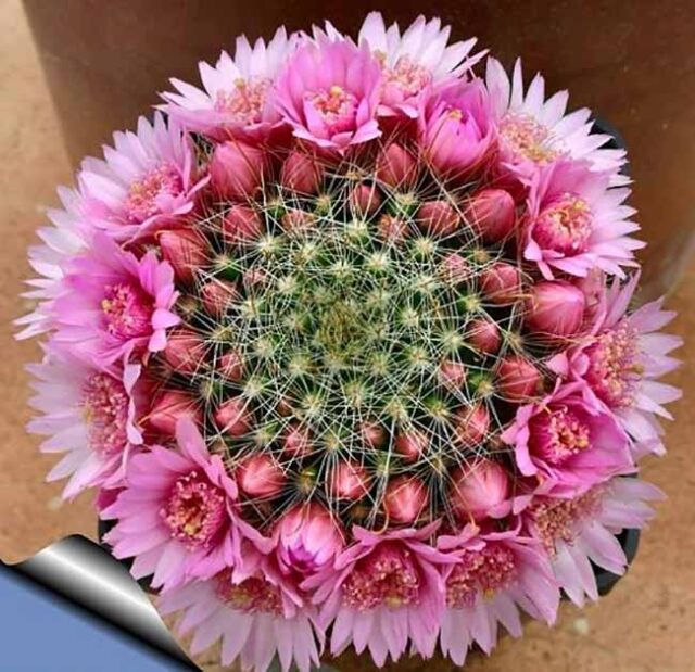 Top 47 Flowering Cactus Varieties for Stunning Blooms