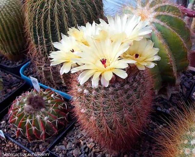 Top 47 Flowering Cactus Varieties for Stunning Blooms