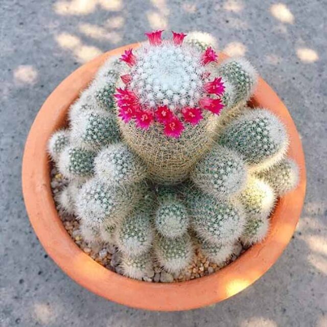 Top 47 Flowering Cactus Varieties for Stunning Blooms