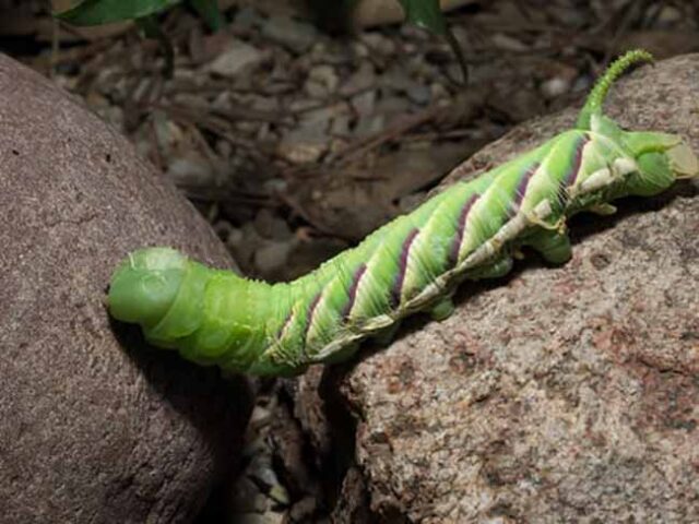 27 Types of Green Caterpillars You Should Know About