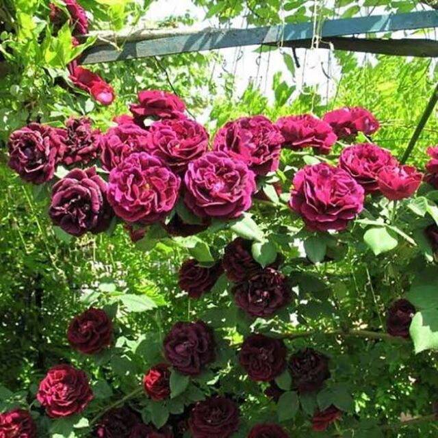 15 Types of Black Roses Varieties | Meaning and Care Tips