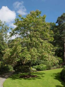 17 Gorgeous Trees with Heart-Shaped Leaves