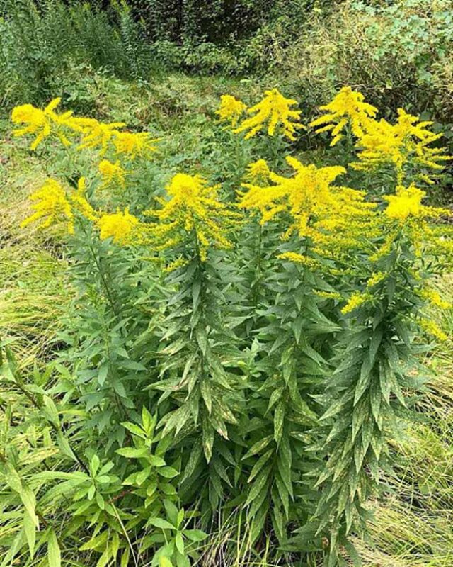 38 Yellow Flower Weeds You’ll Spot in Lawns and Gardens