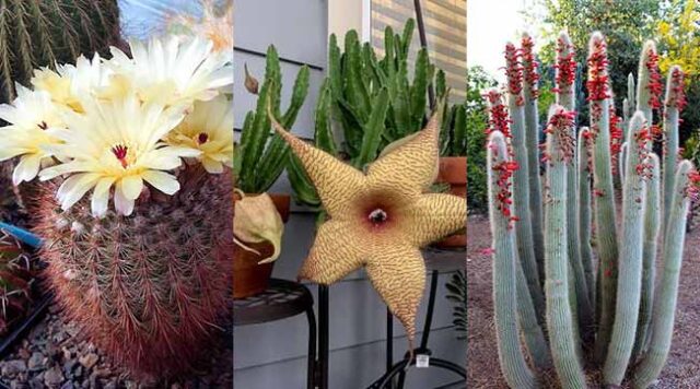 Top 47 Flowering Cactus Varieties for Stunning Blooms
