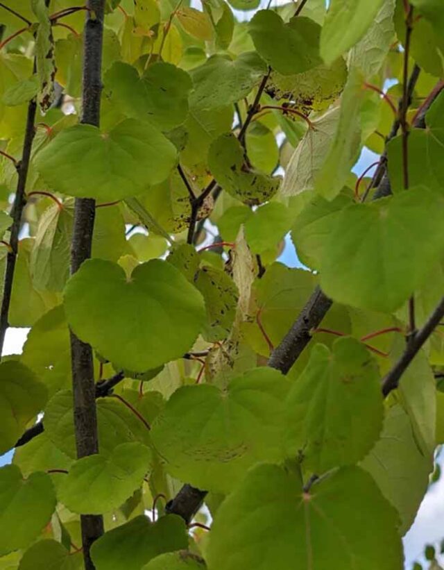 17 Gorgeous Trees with Heart-Shaped Leaves