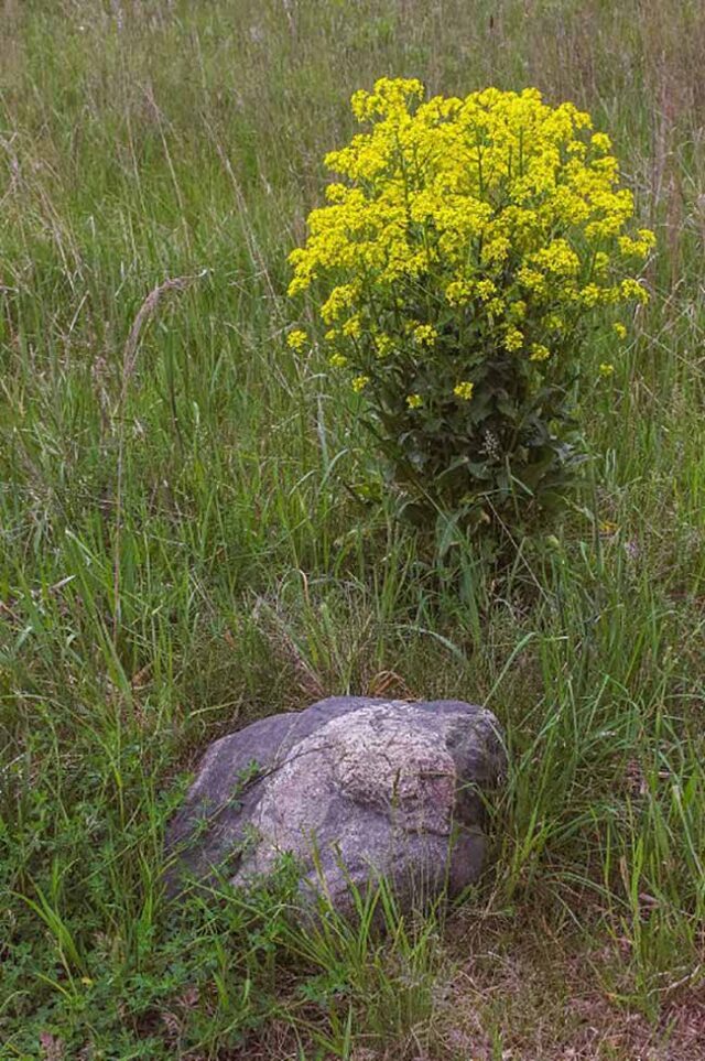 38 Yellow Flower Weeds You’ll Spot in Lawns and Gardens