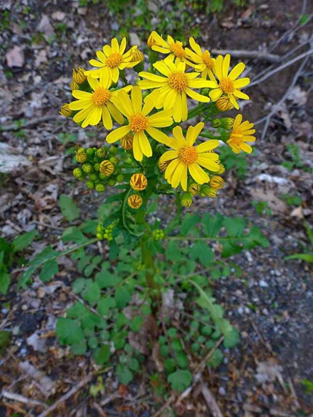 38 Yellow Flower Weeds You’ll Spot in Lawns and Gardens
