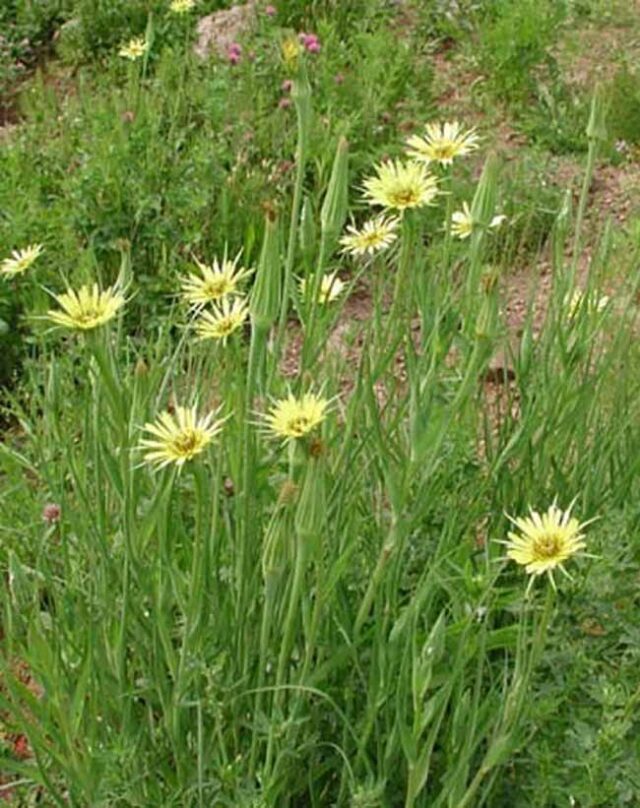 38 Yellow Flower Weeds You’ll Spot in Lawns and Gardens