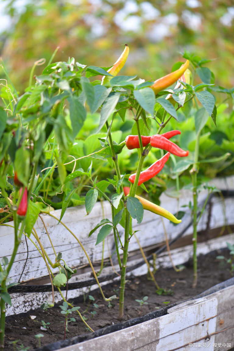 Overwintering Peppers: Save Your Plants for a Bigger Harvest Next Year