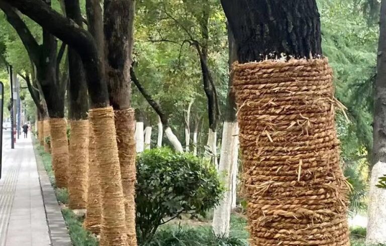 Why You Should Wrap Tree Trunks With Blankets in Winter